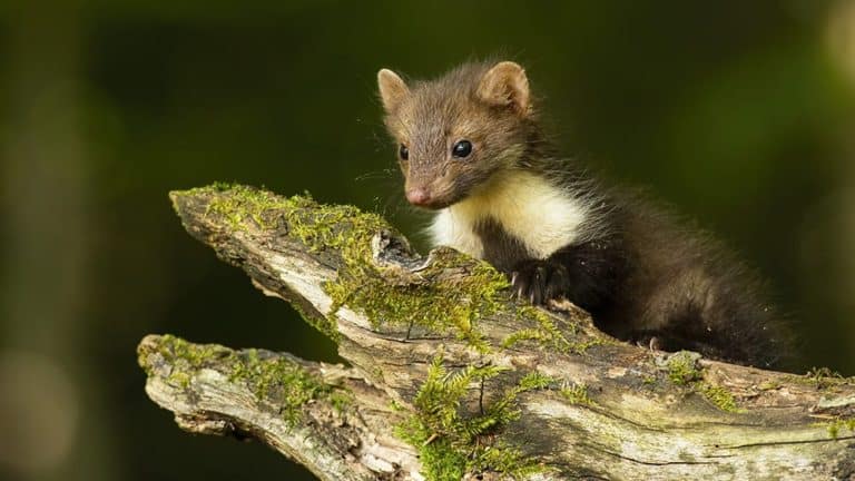 Kuna domowa: skuteczne sposoby na pozbycie się kuny z domu