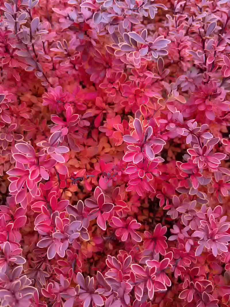 Berberys: gatunki, wymagania, sadzenie, przycinanie [krok po kroku]