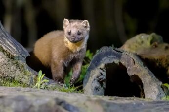 Kuna domowa: skuteczne sposoby na pozbycie się kuny z domu
