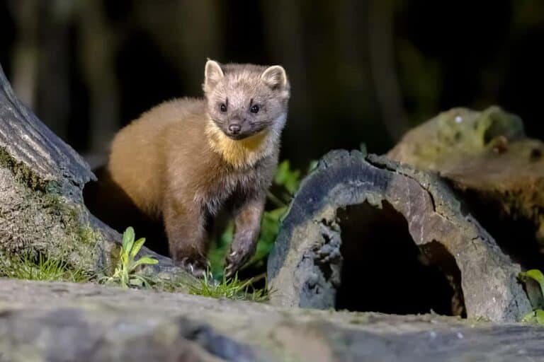 Kuna domowa: skuteczne sposoby na pozbycie się kuny z domu