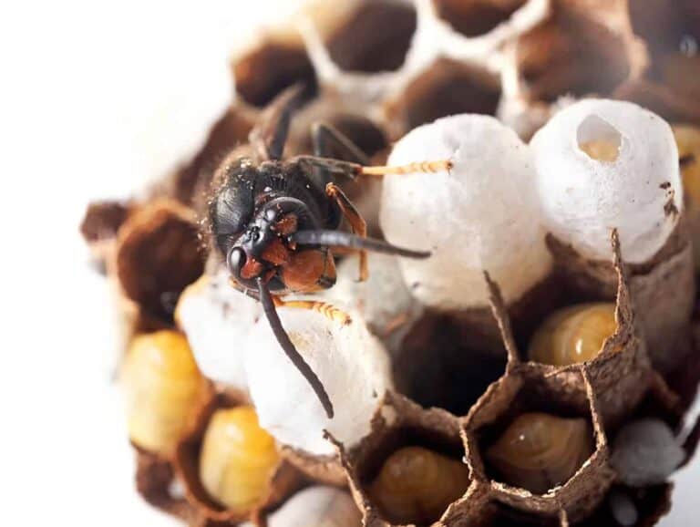 Jak usunąć gniazdo os i szerszeni [krok po kroku]